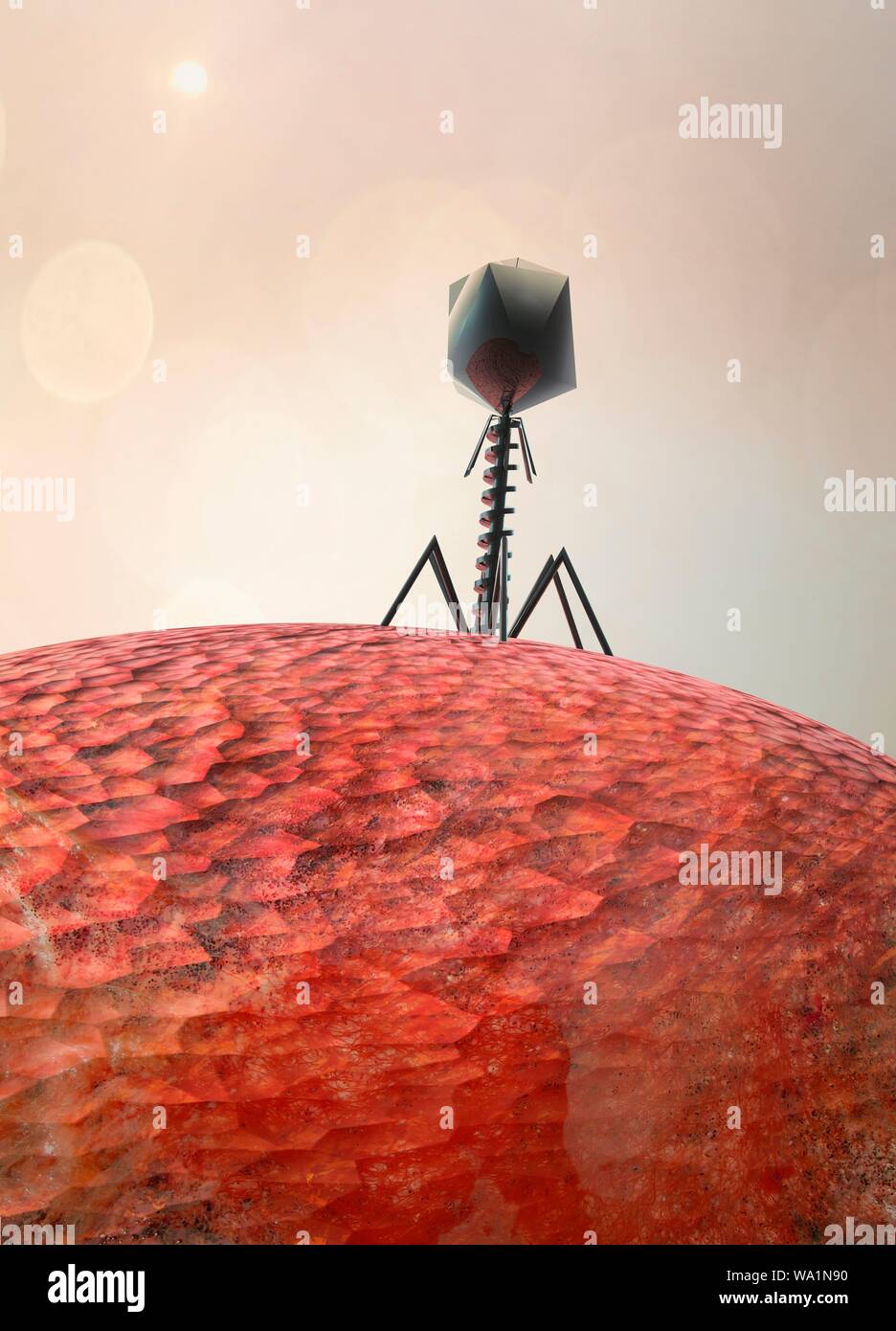 Escherichia virus T4, illustration Stock Photo - Alamy