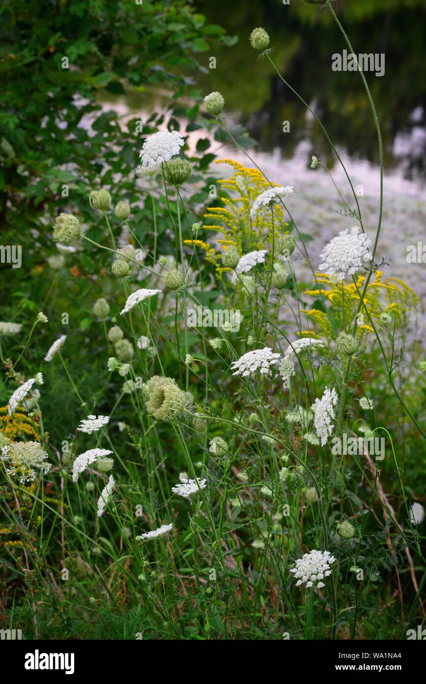 Queen Anne's Lace and Goldenrod flowers blooming near a pond Stock ...