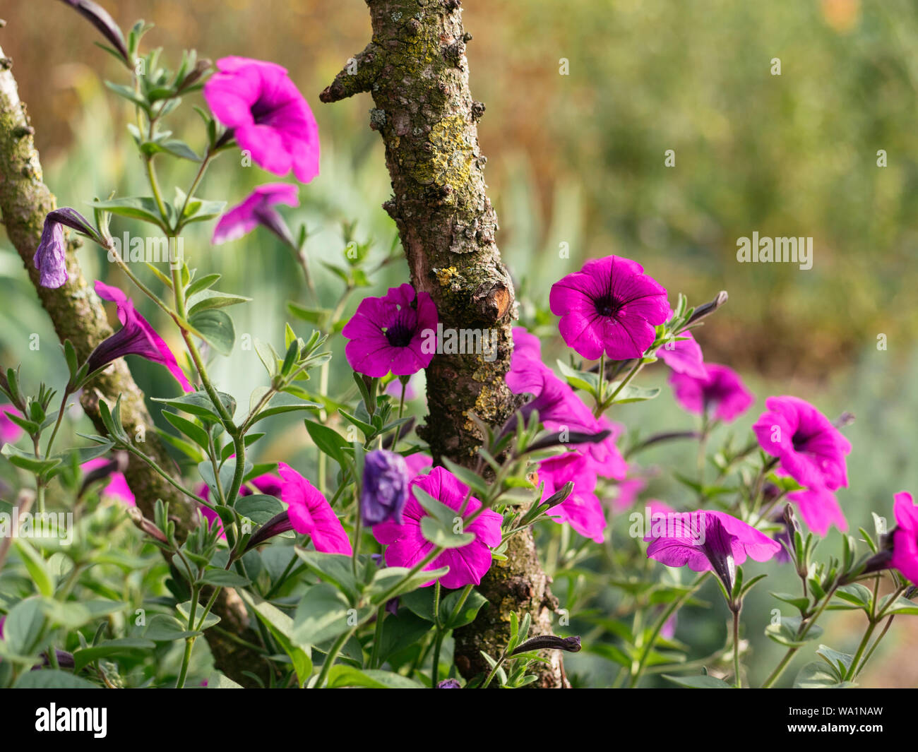 Flower tower with petunia hi-res stock photography and images - Alamy