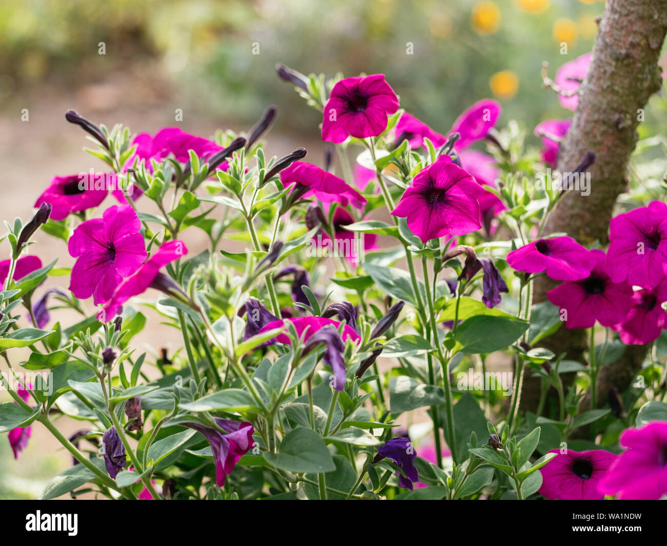 Flower tower with petunia hi-res stock photography and images - Alamy