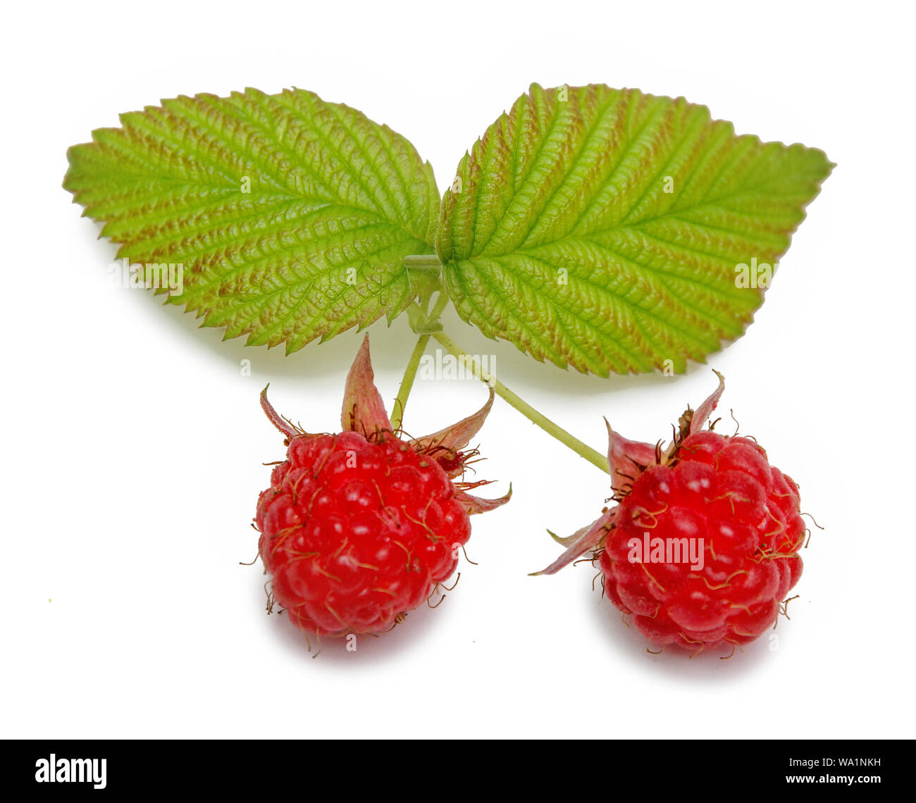 raspberry two berry leaves isolated on white background. two green ...