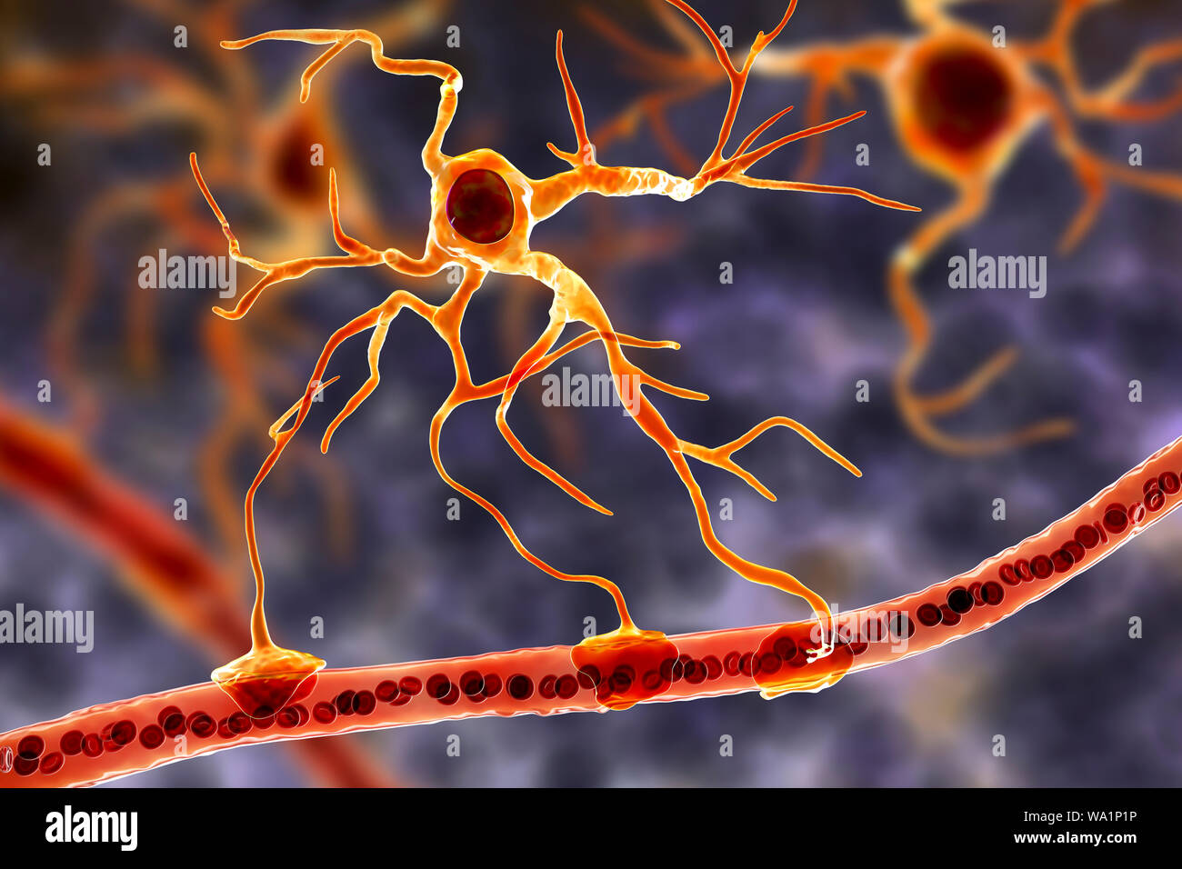 Astrocyte and blood vessel, computer illustration. Astrocytes, brain ...