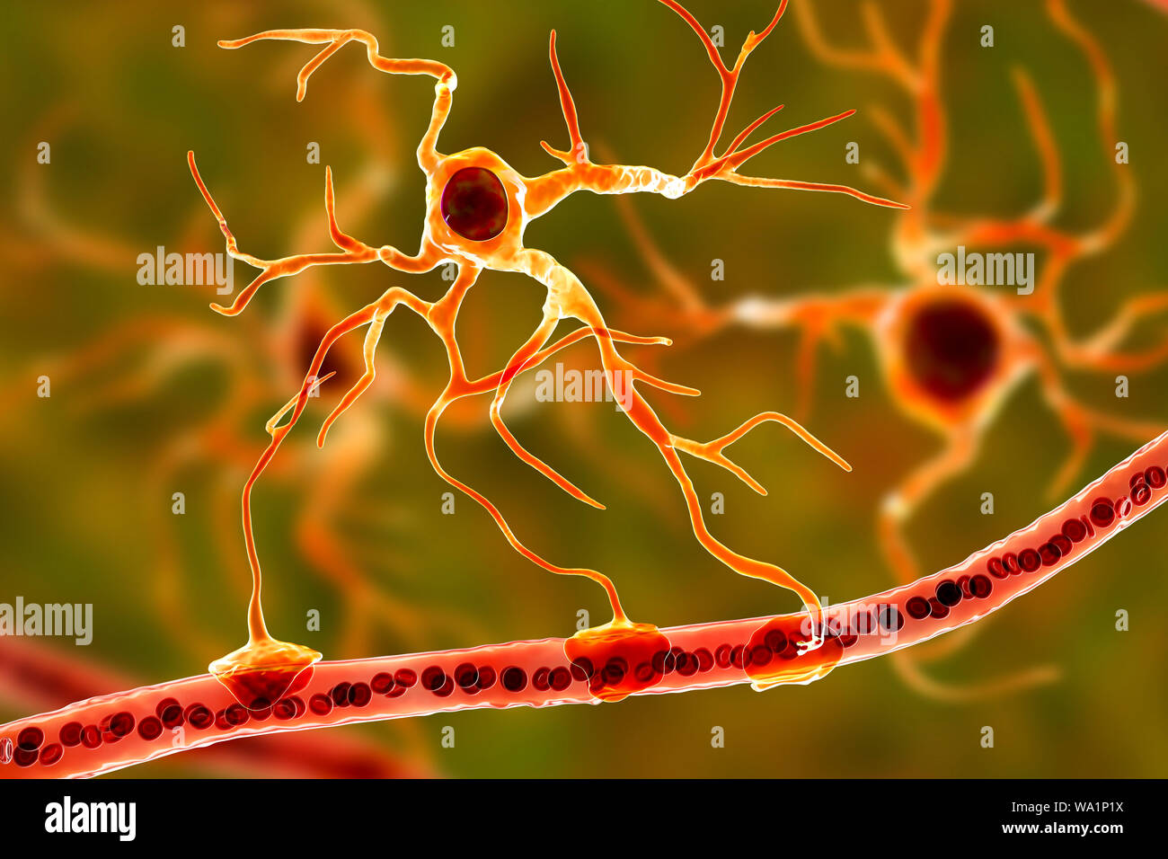 Astrocyte and blood vessel, computer illustration. Astrocytes, brain ...