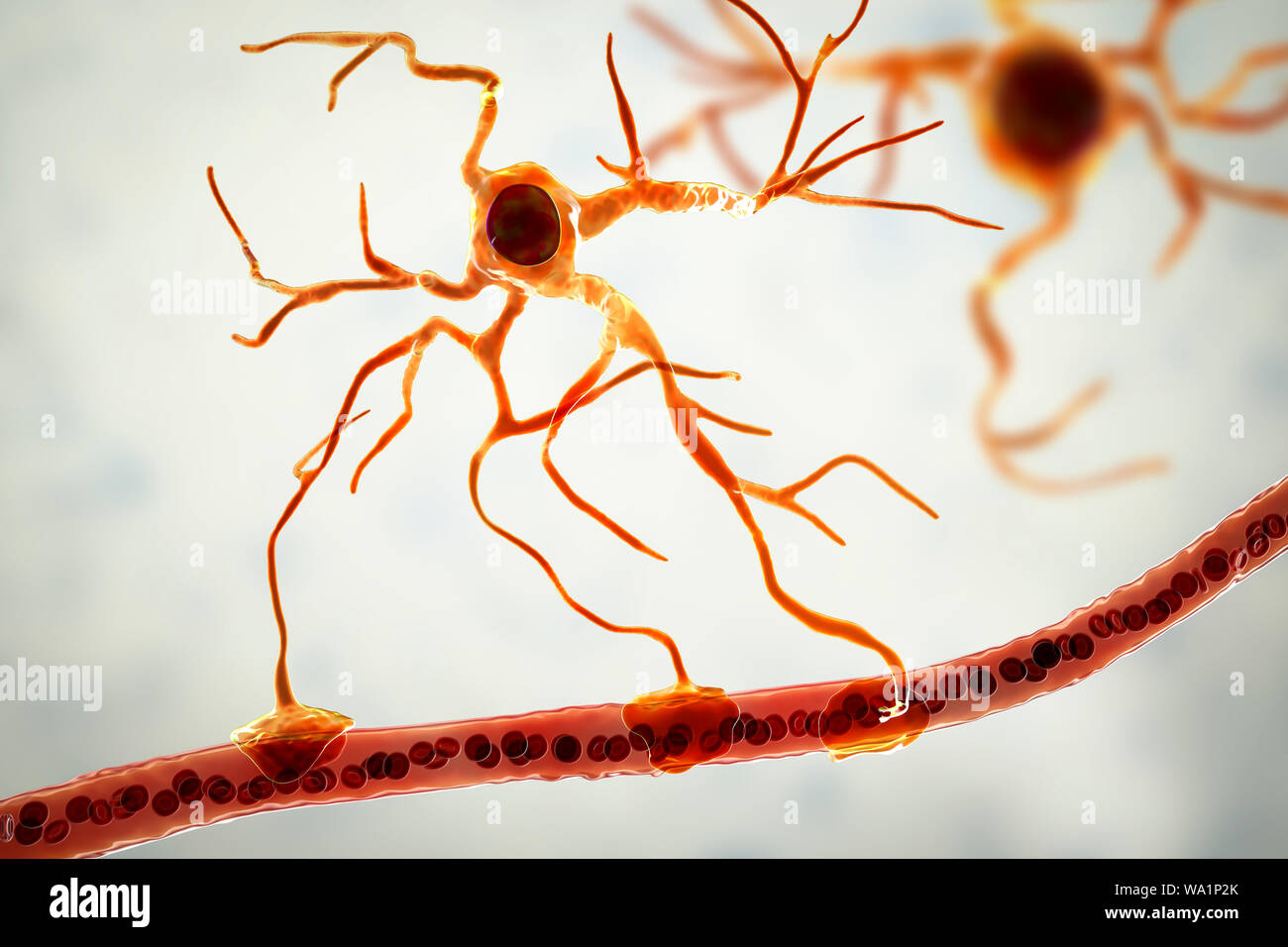 Astrocyte and blood vessel, computer illustration. Astrocytes, brain ...