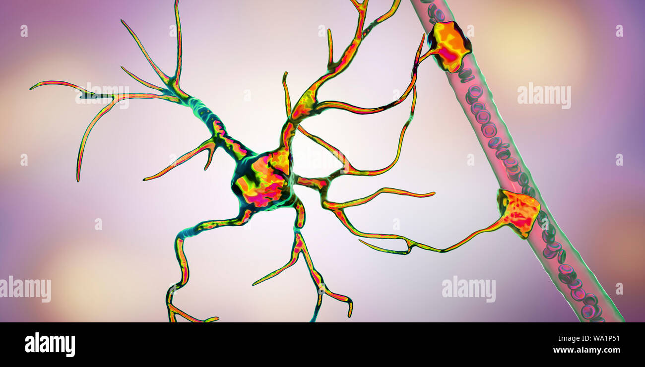 Astrocyte and blood vessel, computer illustration. Astrocytes, brain ...