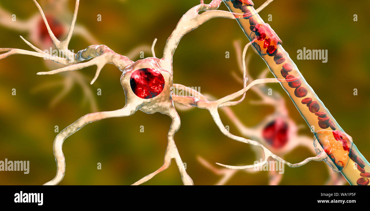 Astrocyte and blood vessel, computer illustration. Astrocytes, brain ...