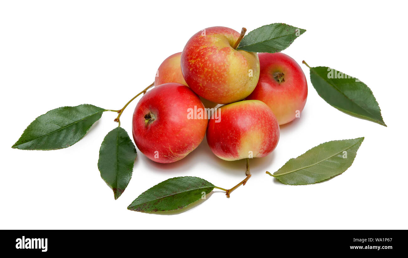 red apples five and fruit leaves isolated on white background closeup ...