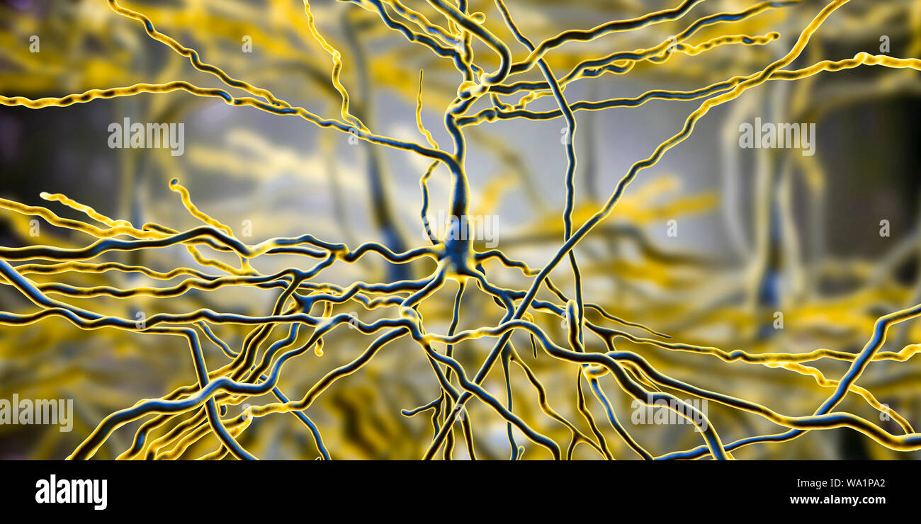 Pyramidal neurons. Illustration of pyramidal nerve cells from the ...