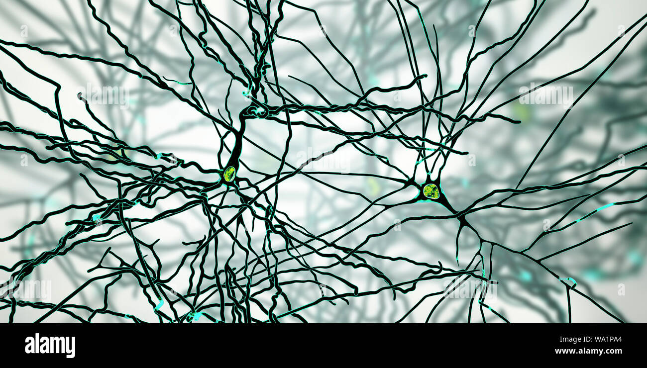 Pyramidal cell hi-res stock photography and images - Alamy