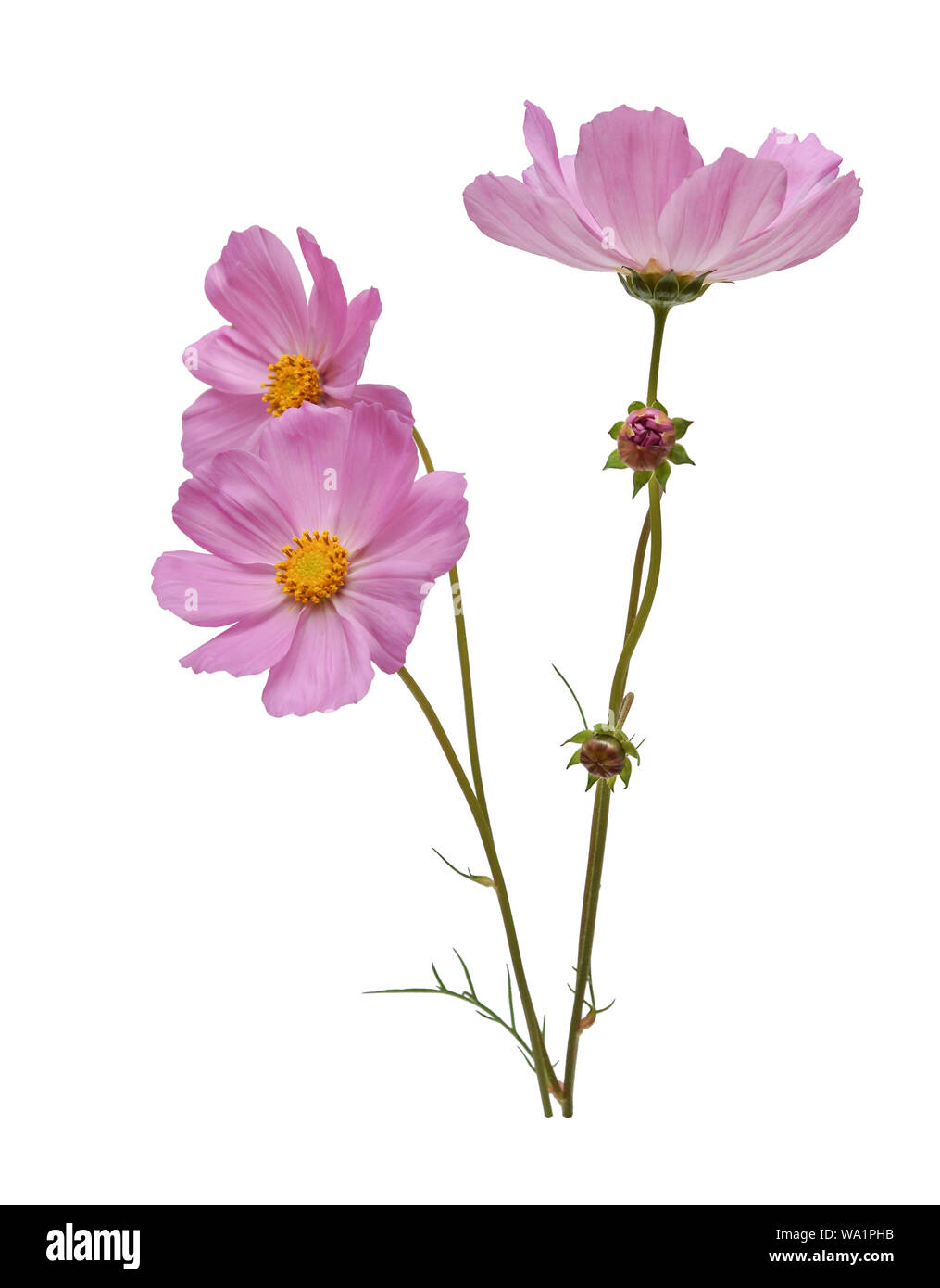 pink cosmos flowers isolated on white background closeup Stock Photo ...