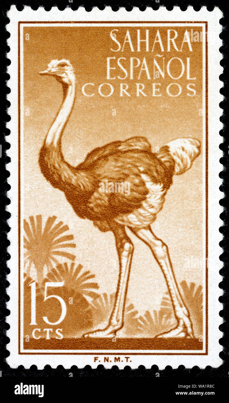Ostrich, Struthio camelus, postage stamp, Spanish Sahara, 1957 Stock ...