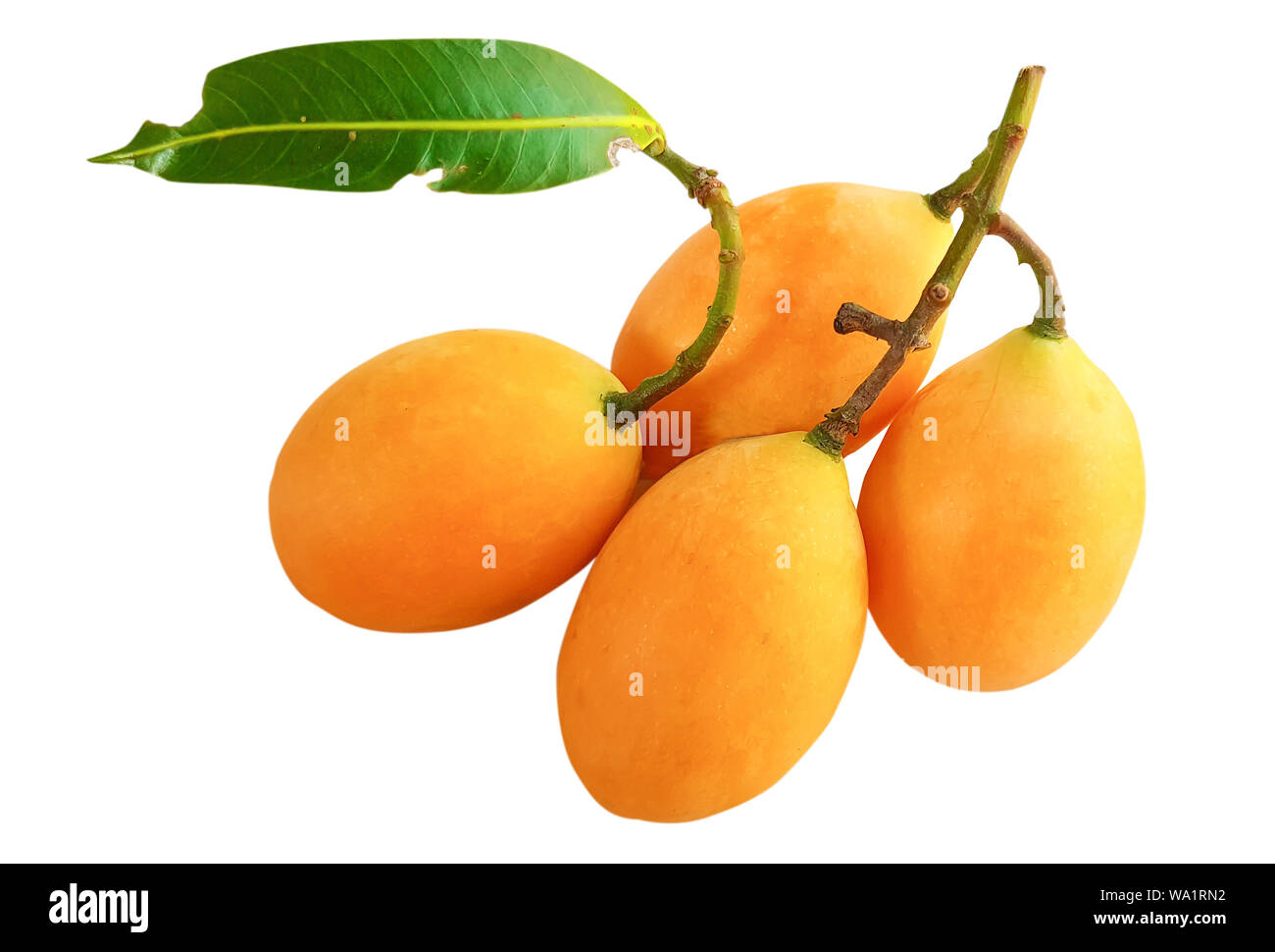 plum mango tropical fruit, ripe of sweet marian plum fruit maprang in ...