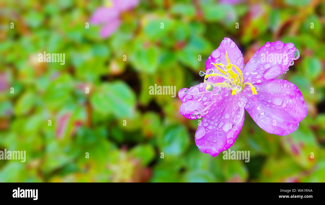Spring of pink flower with drop water after the rain blur style ...