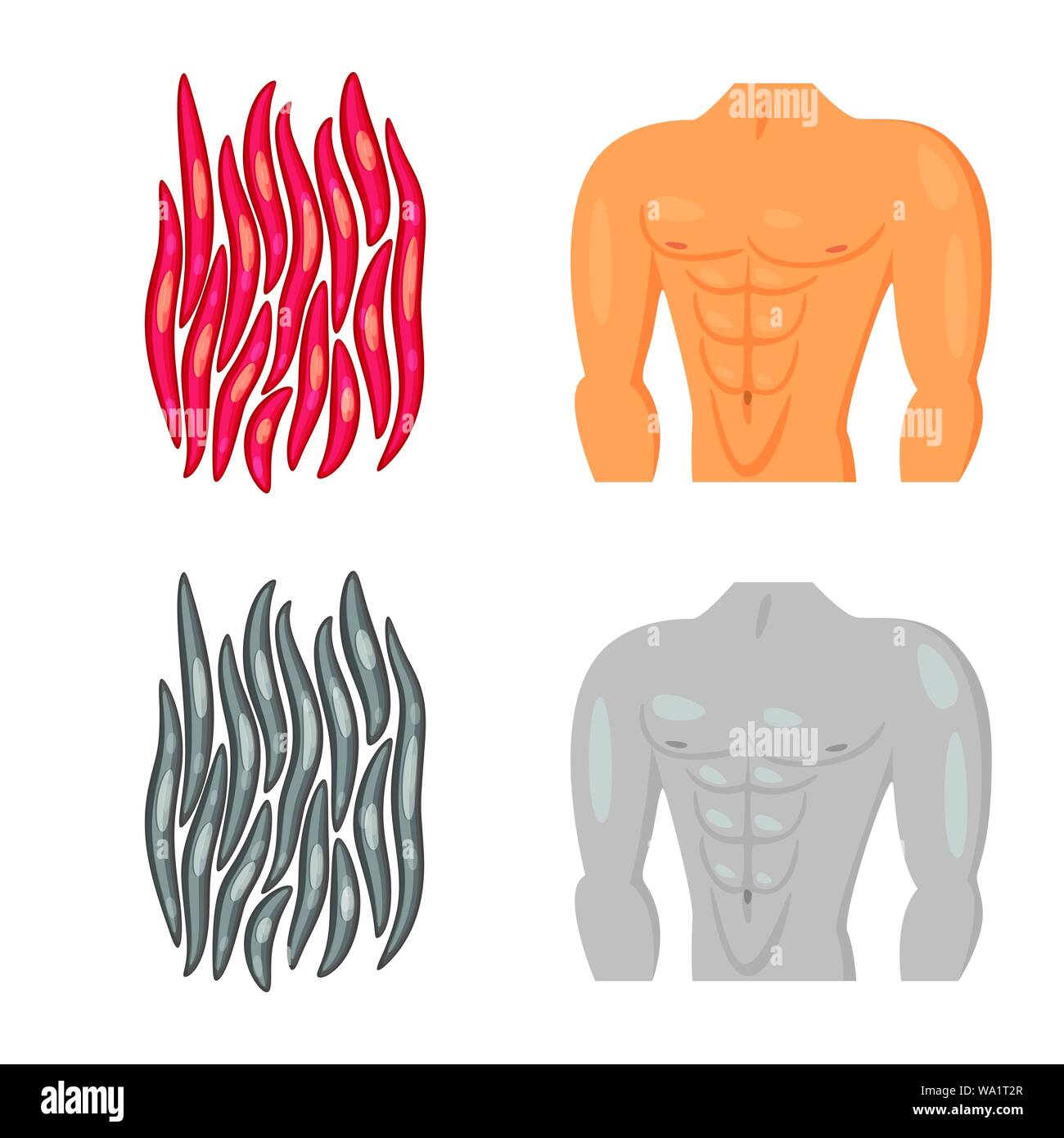 Vector design of fiber and muscular sign. Collection of fiber and body ...