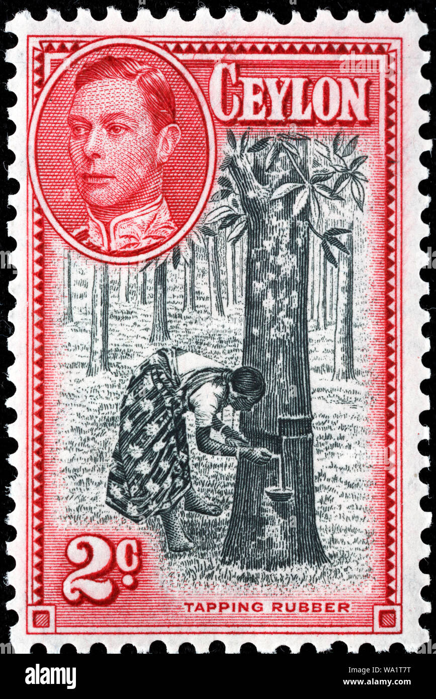 Rubber tapping sri lanka hi-res stock photography and images - Alamy