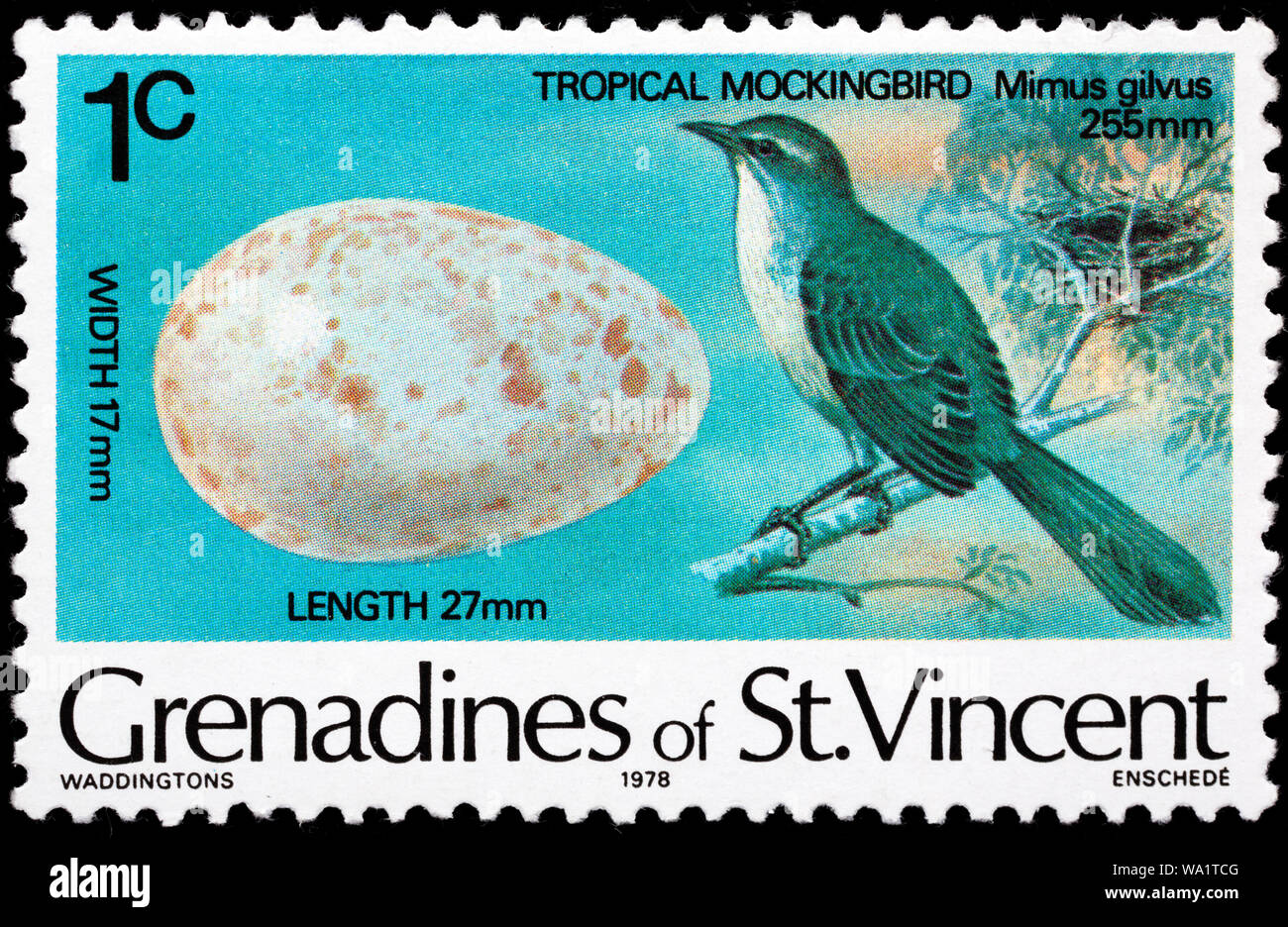Tropical Mockingbird, Mimus gilvus, postage stamp, Grenadines of Saint ...
