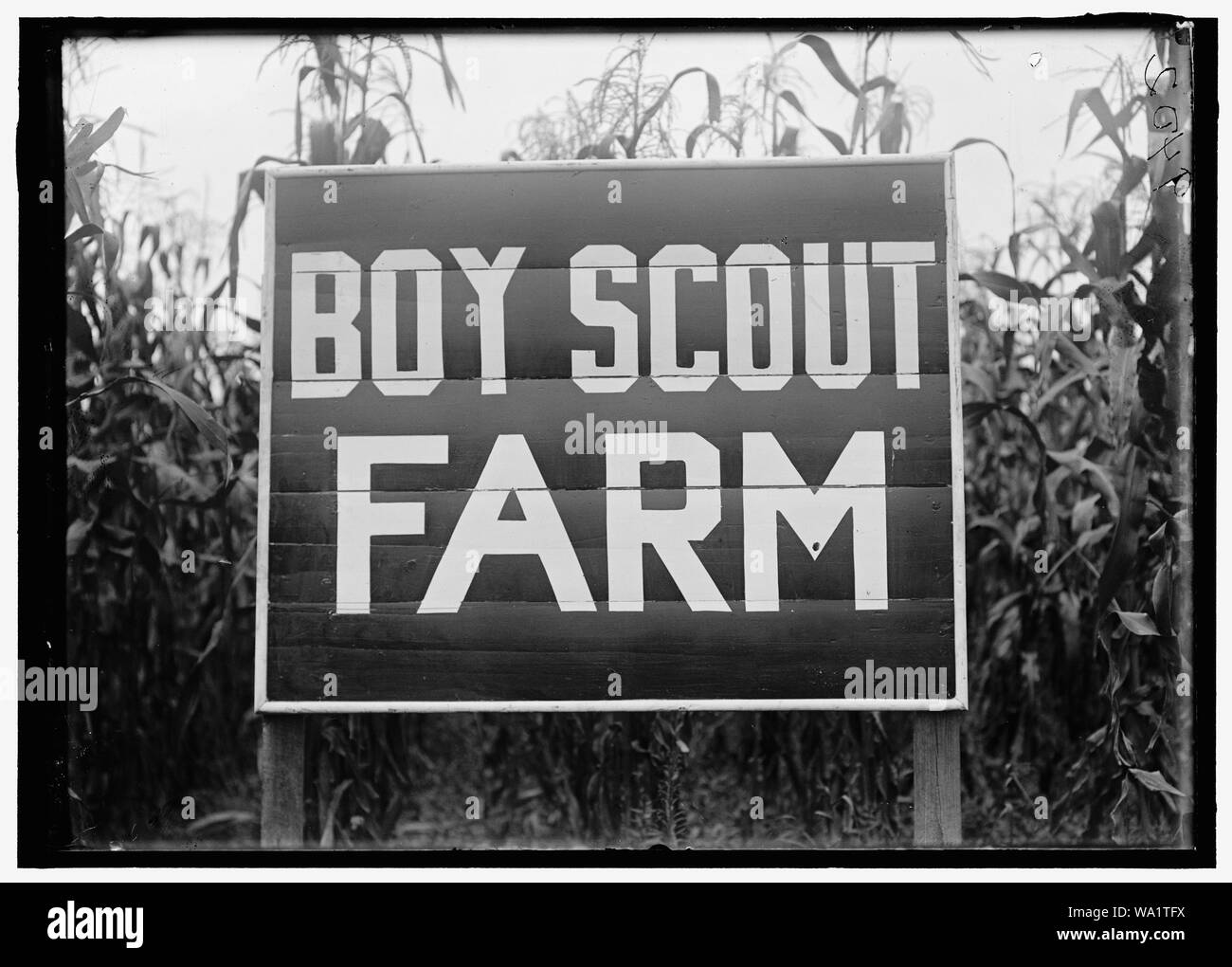 BOY SCOUTS. BOY SCOUT FARM Stock Photo - Alamy