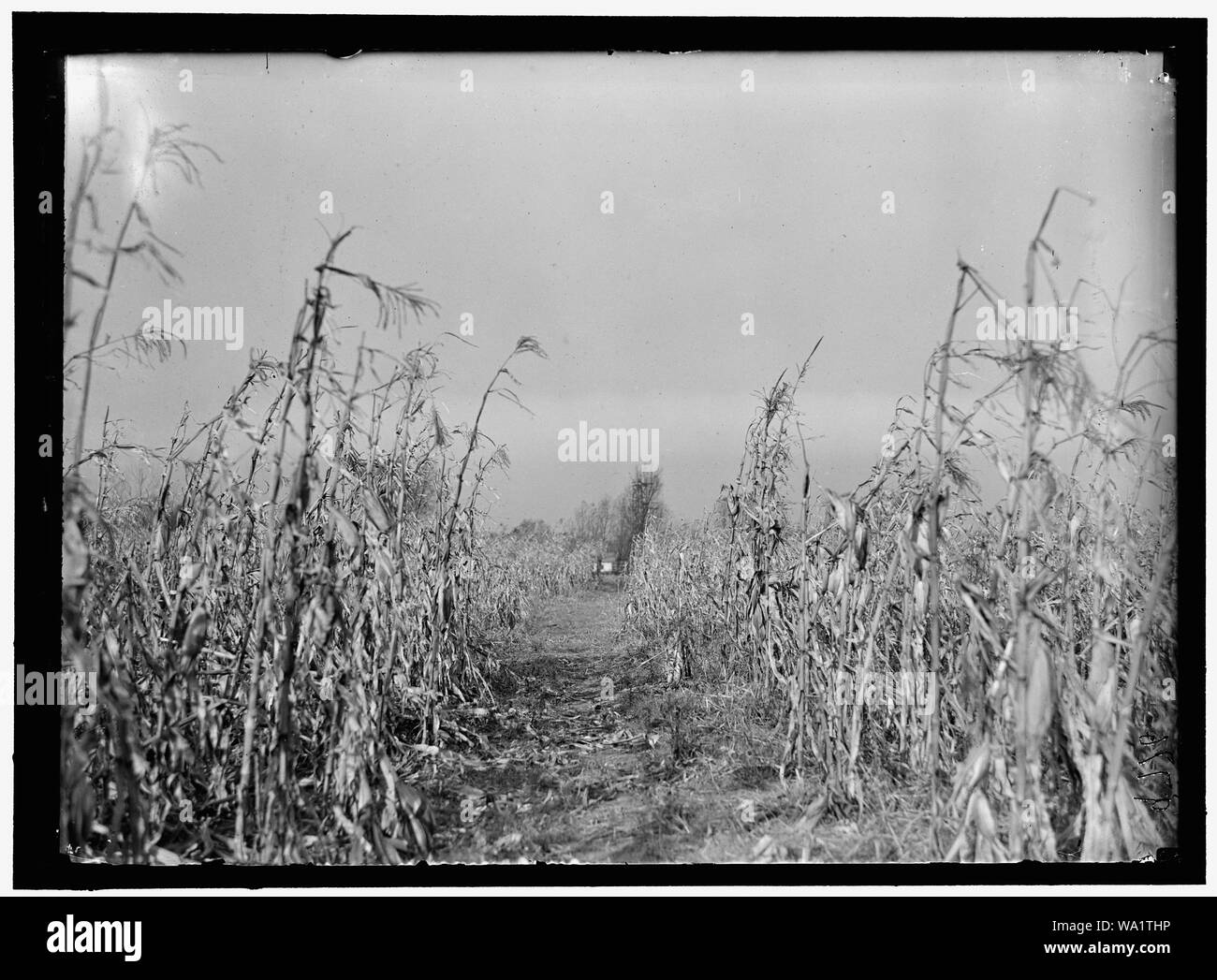 BOY SCOUTS. BOY SCOUT FARM Stock Photo - Alamy