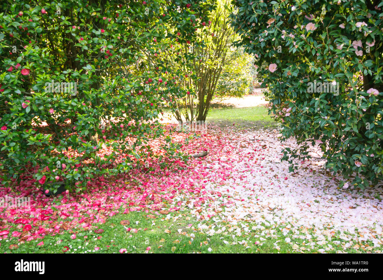 Flowers and leaves falling on green grass in garden spring nature ...