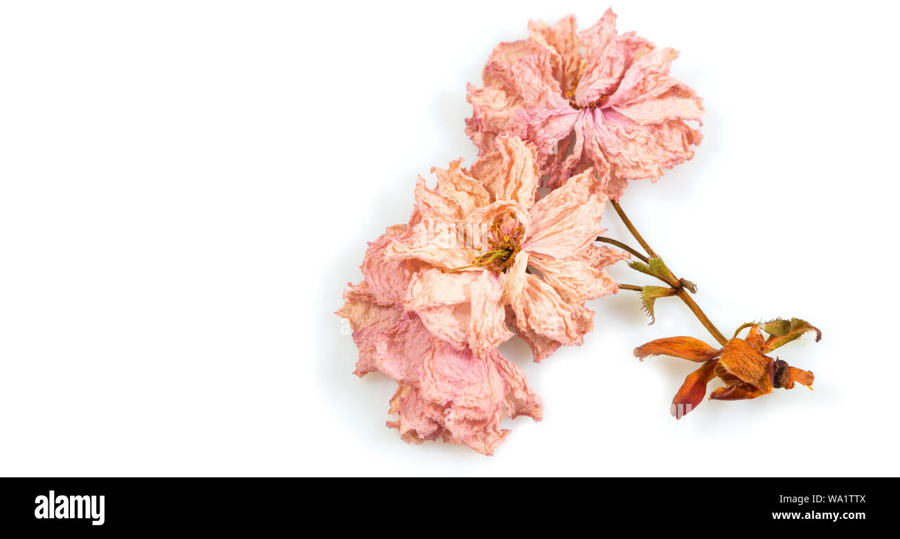 Top view, Dried, dry field flowers isolated on white background Stock ...