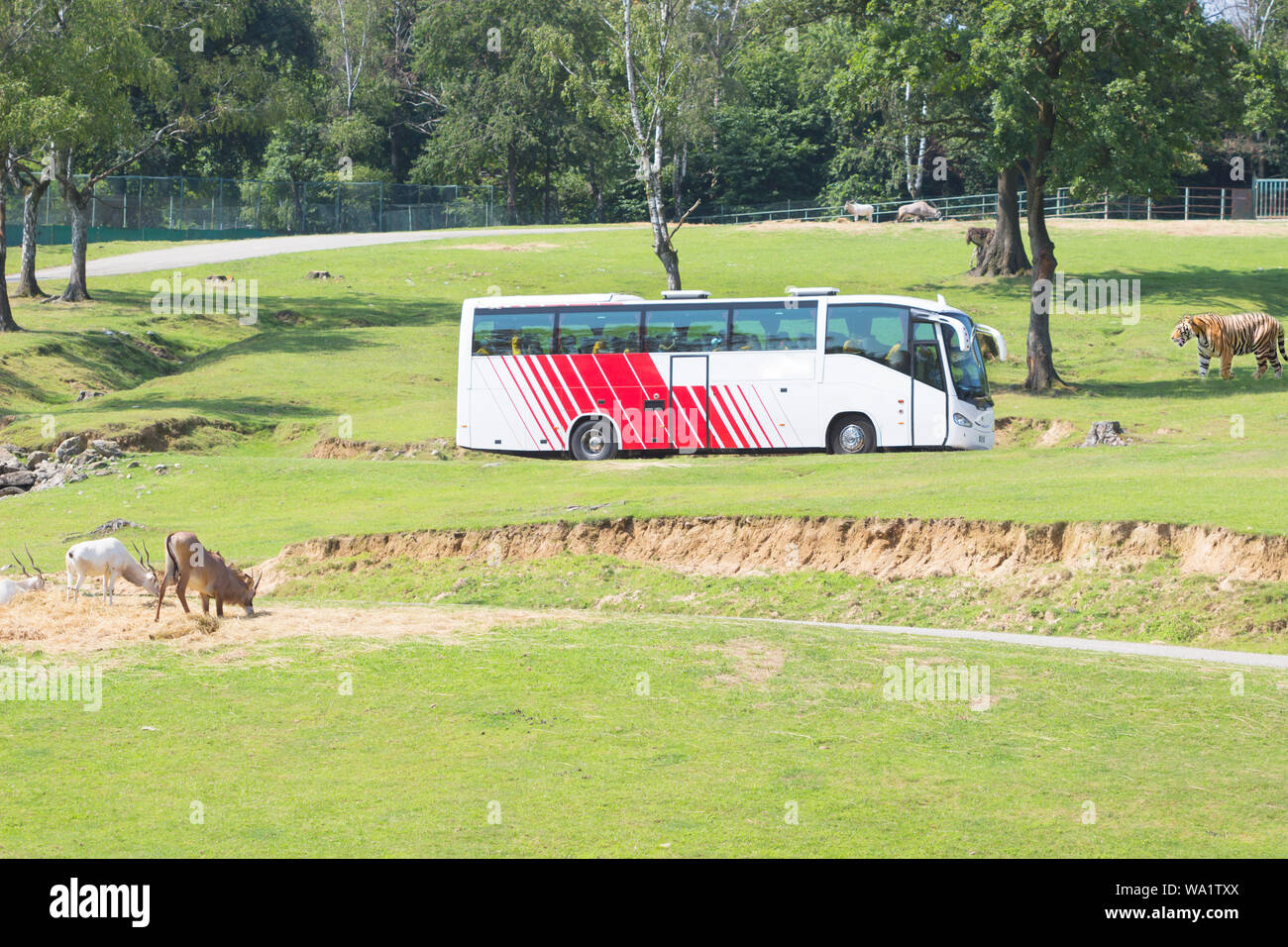 Tour bus driving in zoo safari park in summer natural background ...