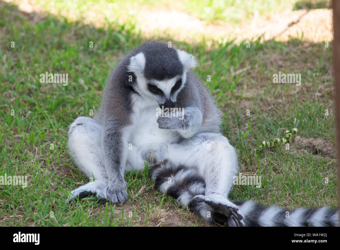 Ring-tailed Lemur (Lemur catta) sits in green meadow with playful ...
