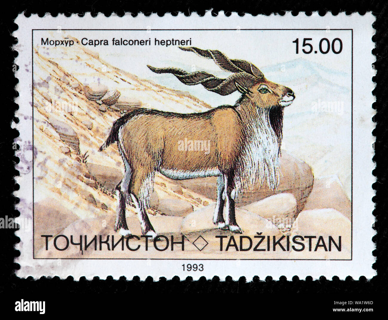 Bukharan Markhor
