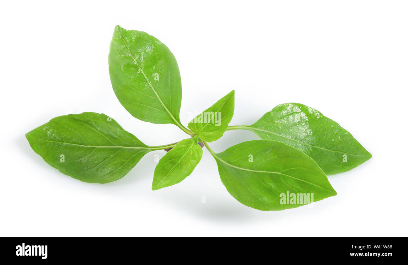 Fresh basil leaf, thai basil isolated on white background, close up. Basil herb Stock Photo - Alamy