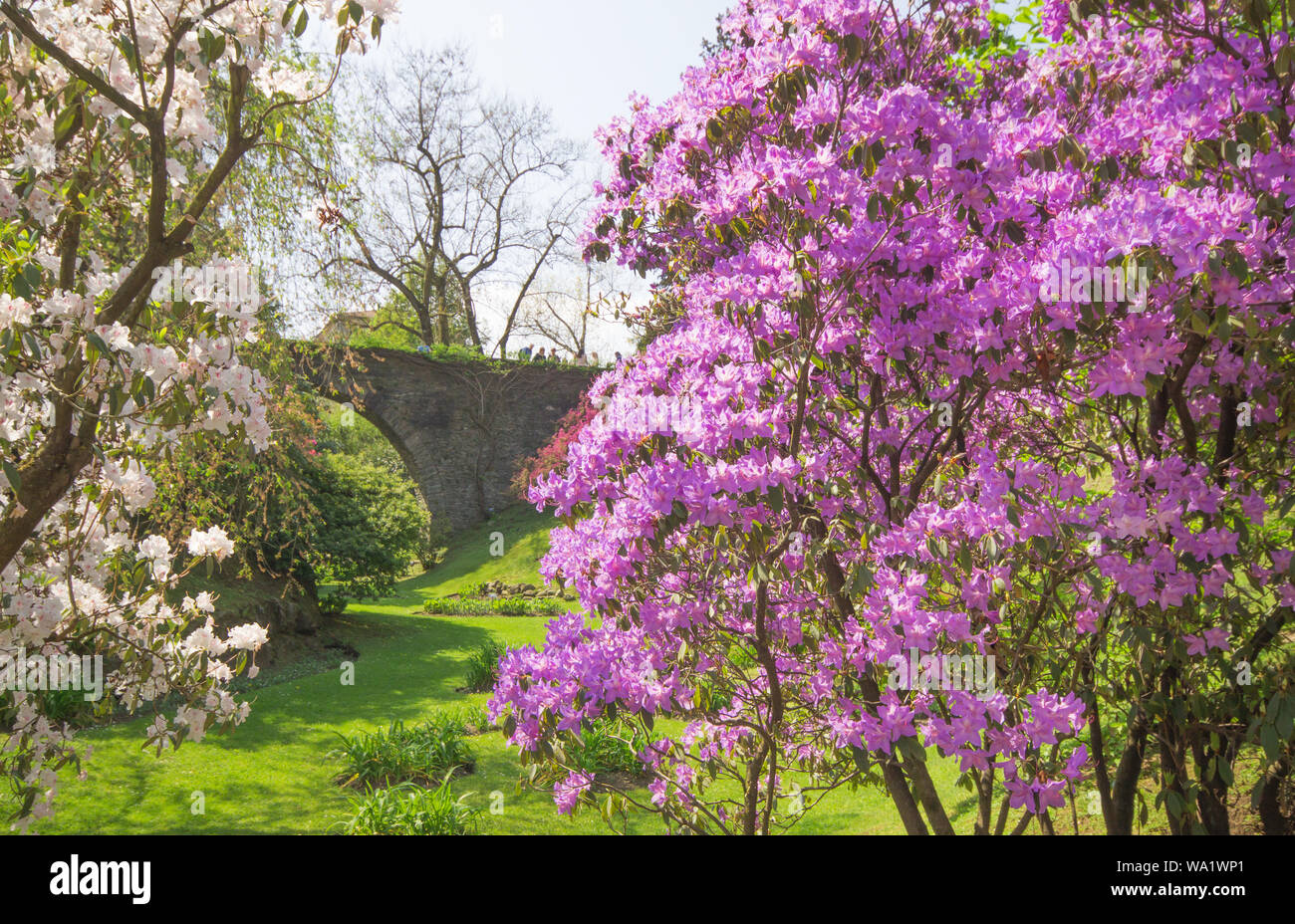 Blossom tree, tree with flowers over nature background, Spring flowers ...