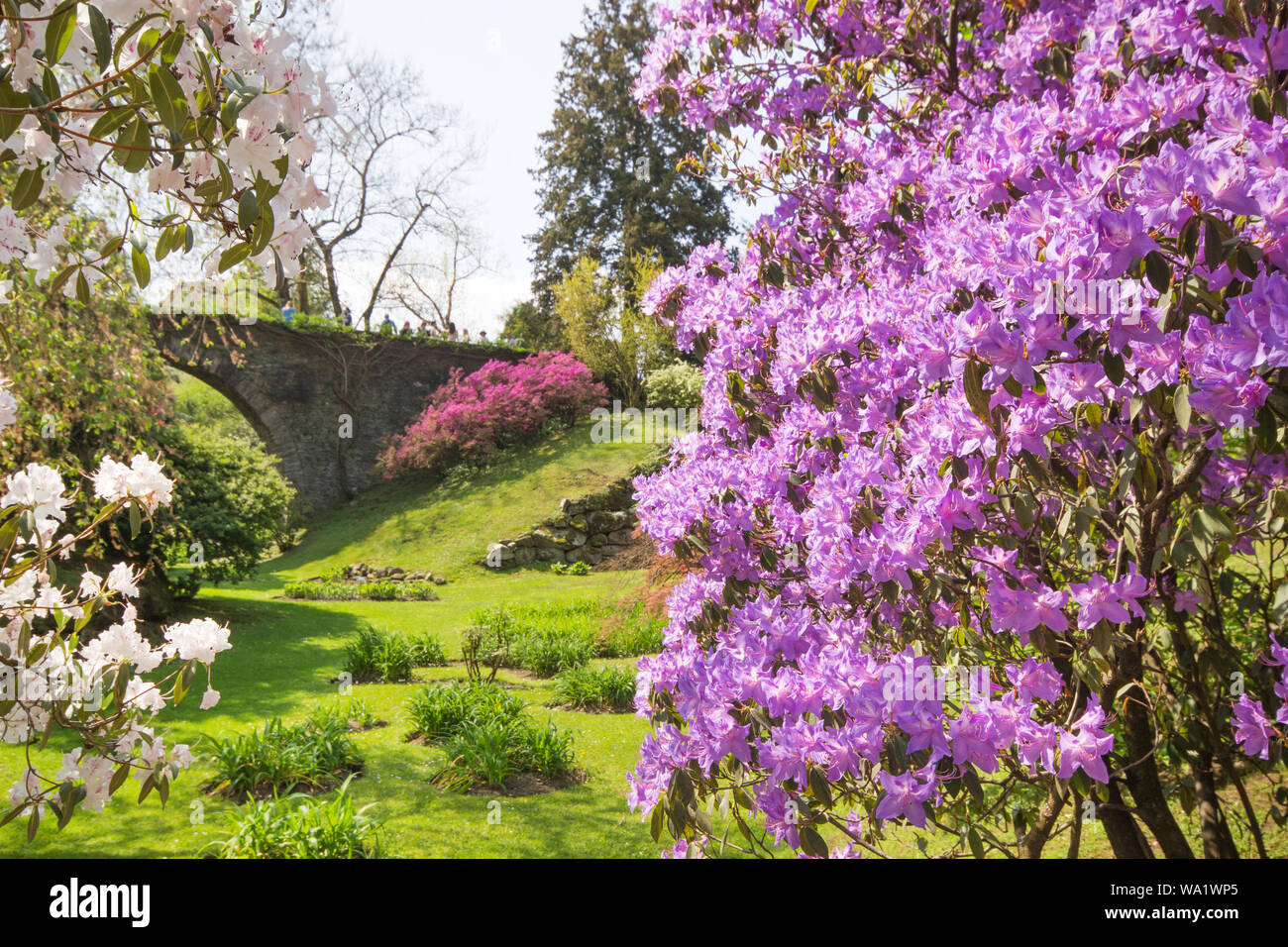 Blossom tree, tree with flowers over nature background, Spring flowers ...