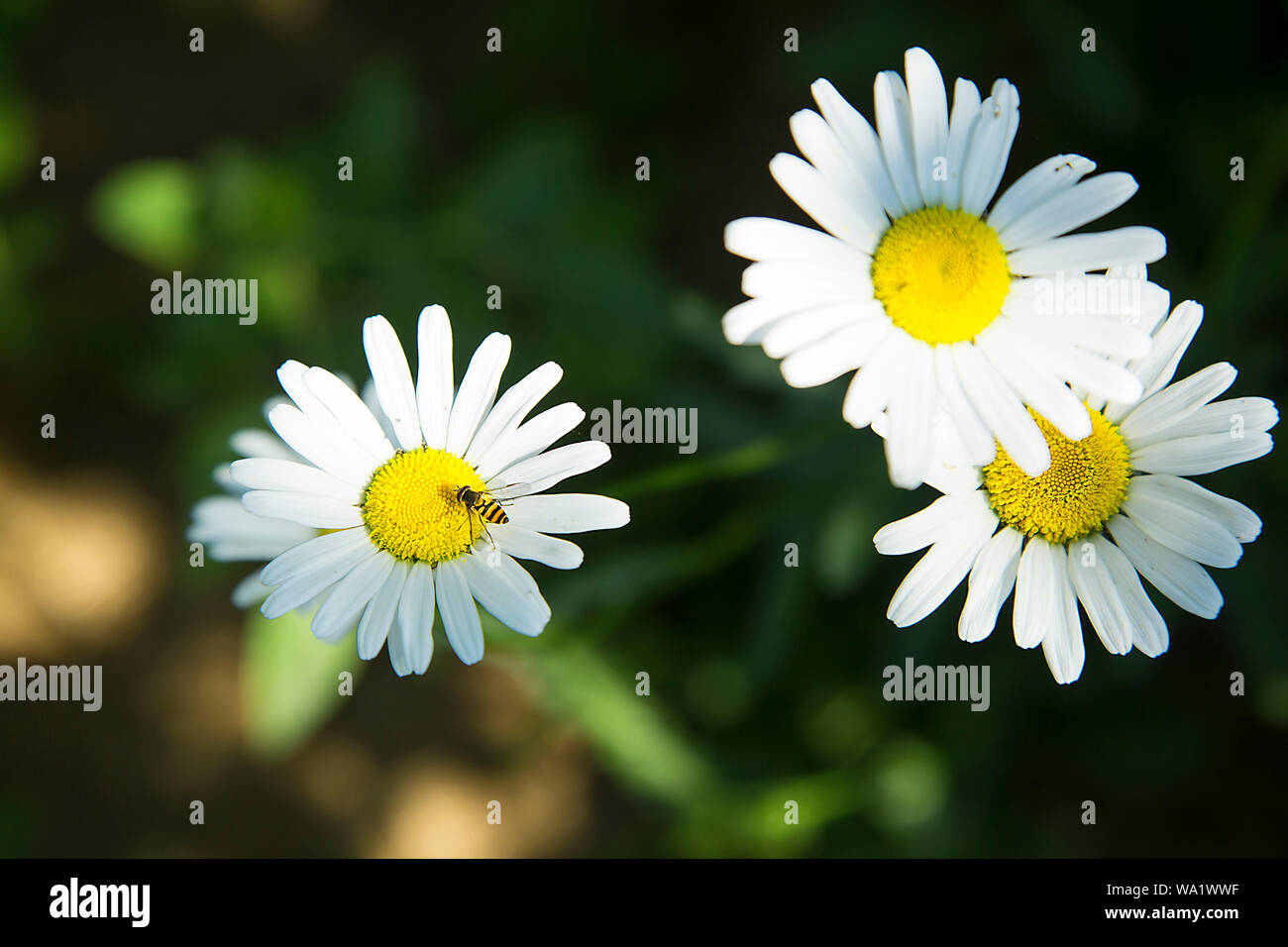 Ramashka hi-res stock photography and images - Alamy