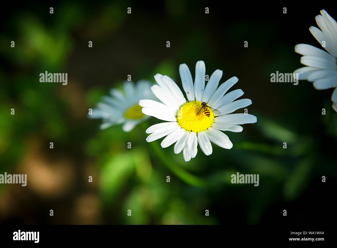 On garden chamomile SELA insect .Texture or background Stock Photo - Alamy