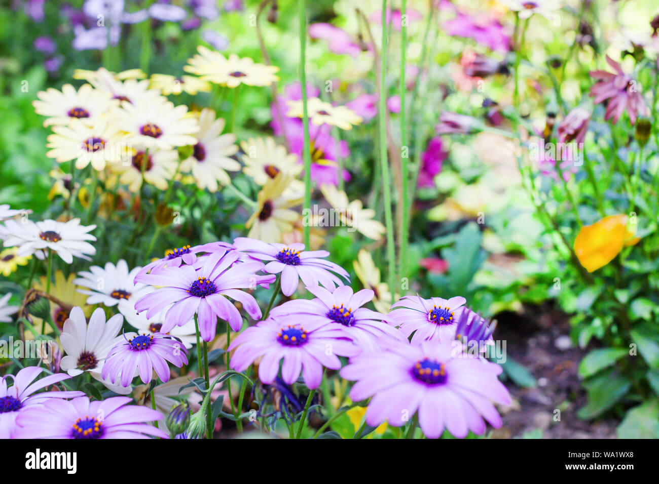 Outdoor bright spring flowers in nature background, summer flowers in ...