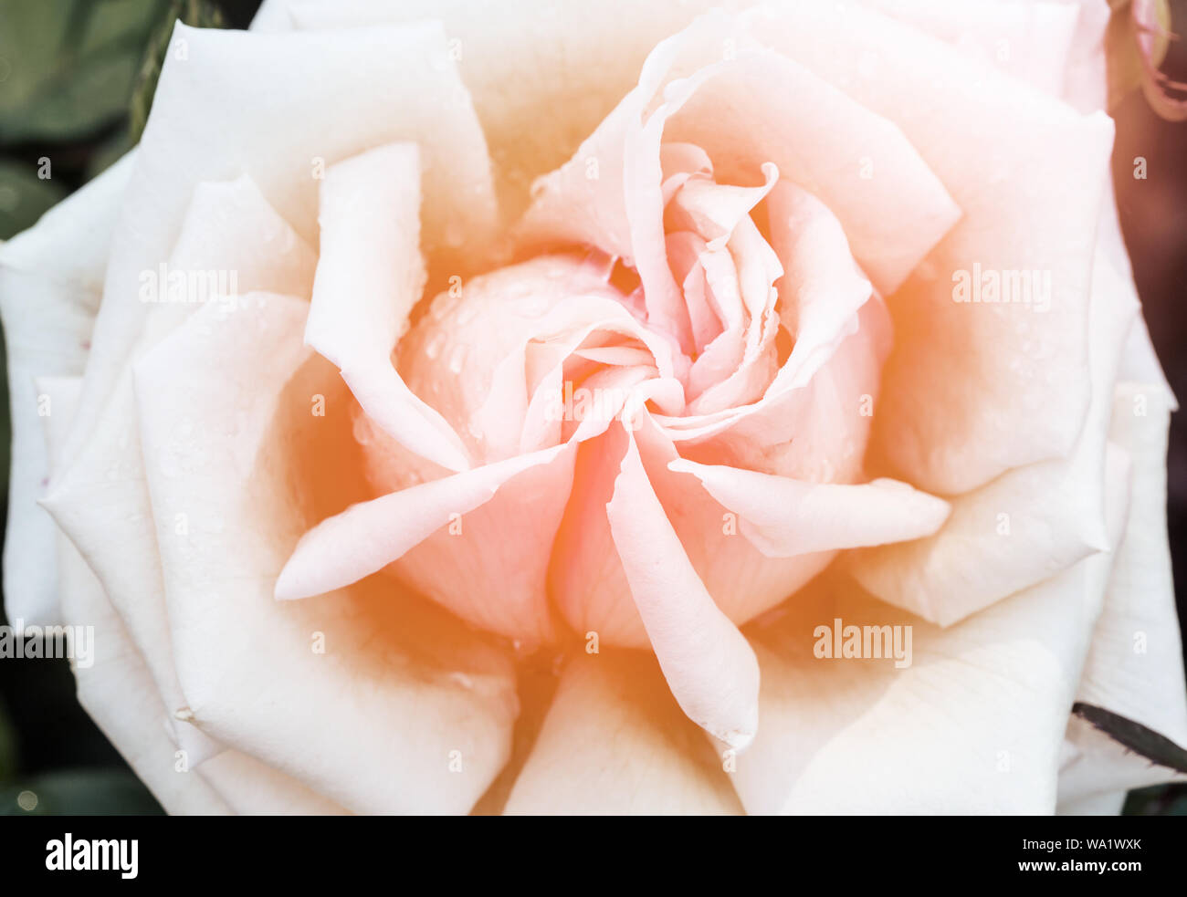 beautiful rose flower close-up, single rose flowers for background and ...