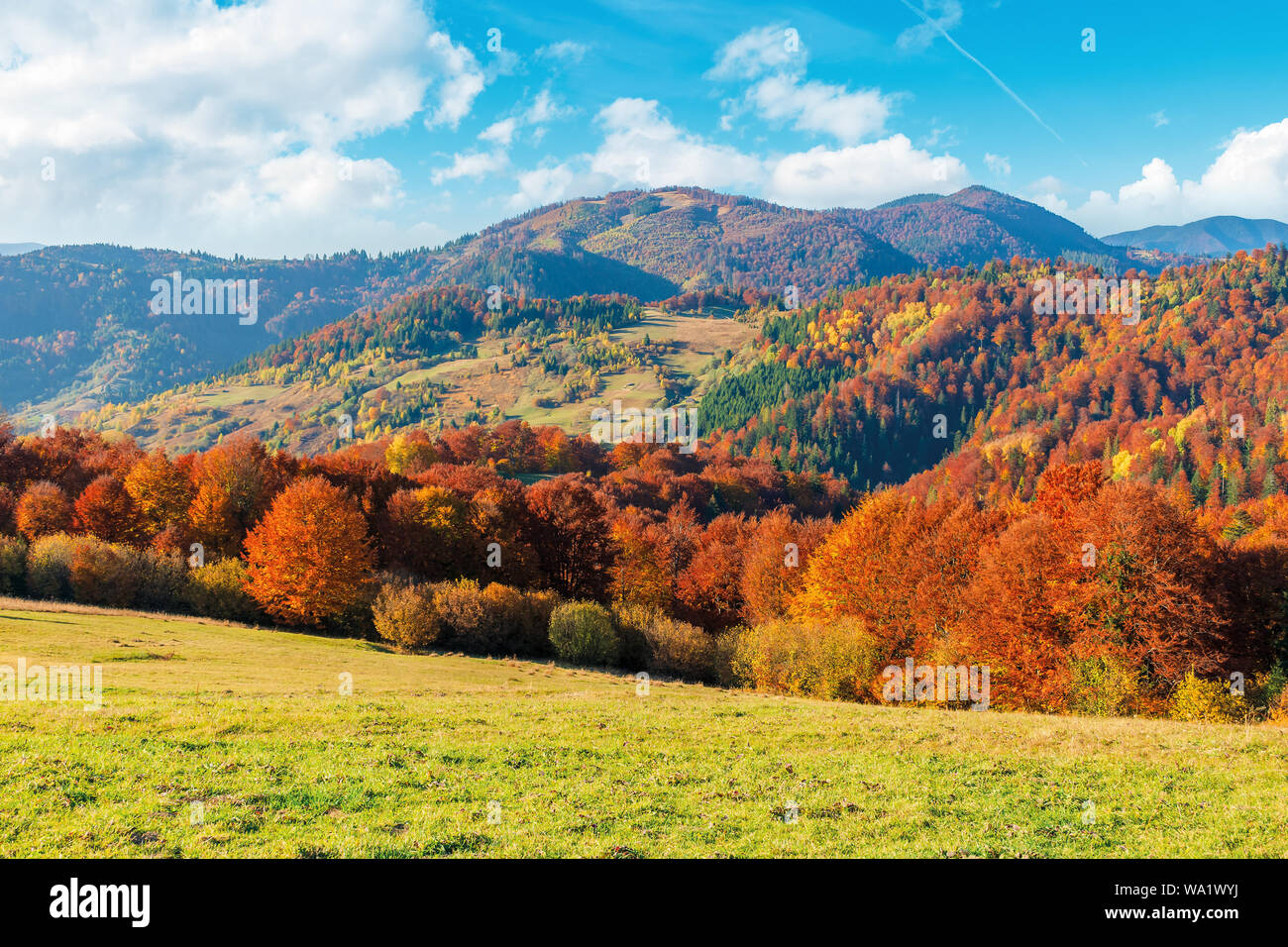 wonderful autumn afternoon in mountains. trees on the hill in colorful ...