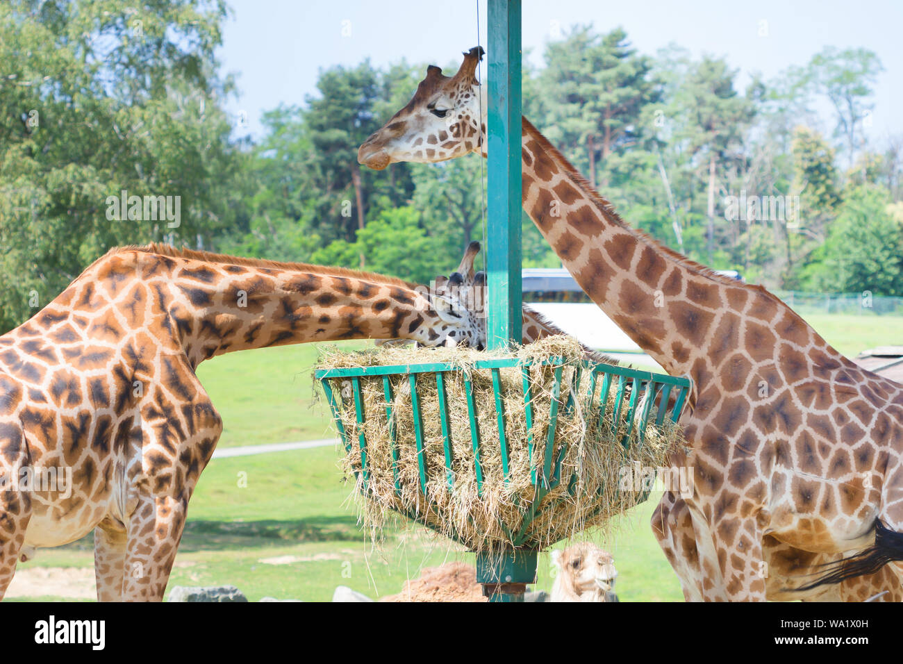 Baby giraffe looking up hi-res stock photography and images - Alamy