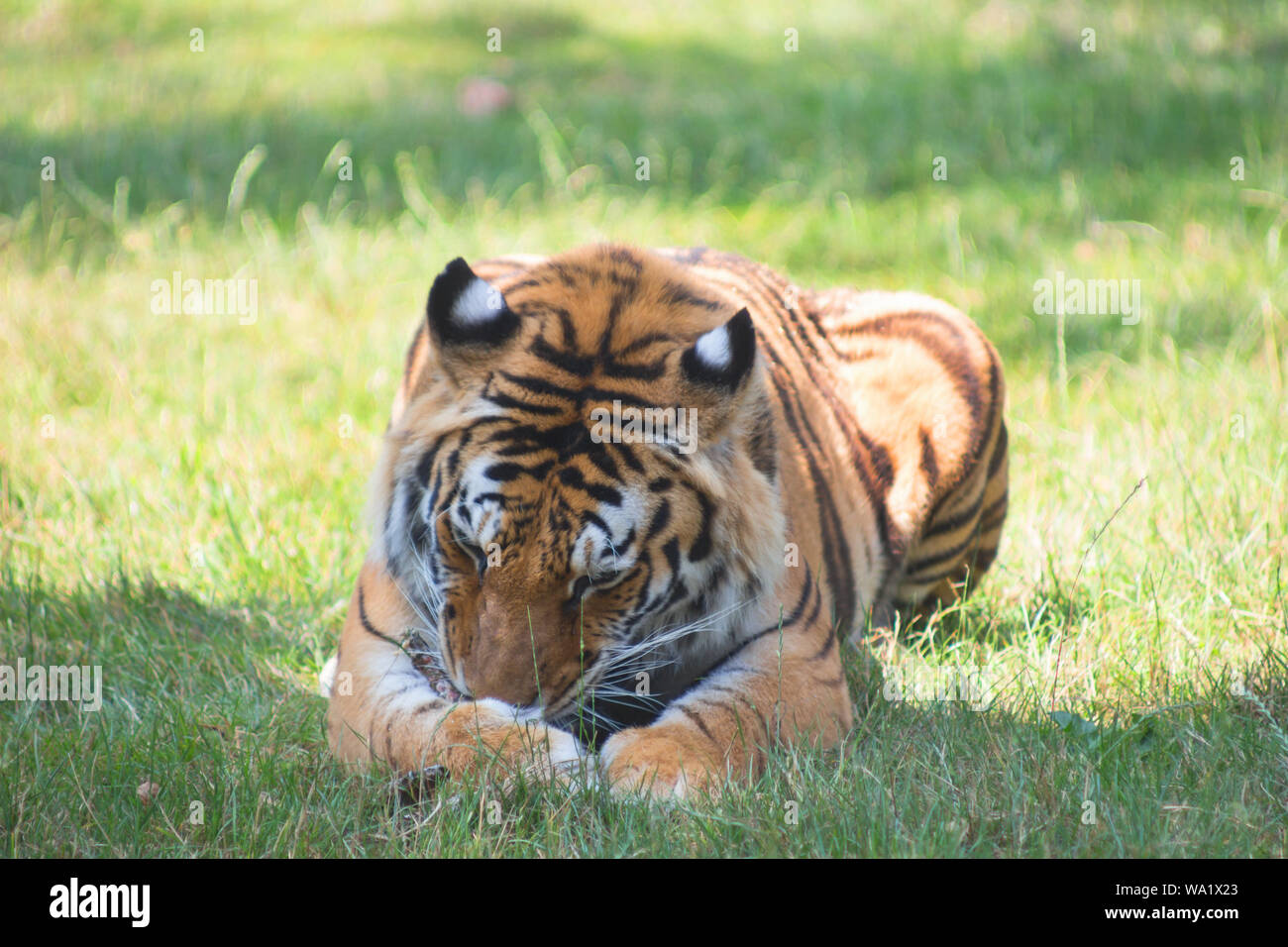 Natural Tiger eating in summer nature safari park, Bengal Tigers eating ...