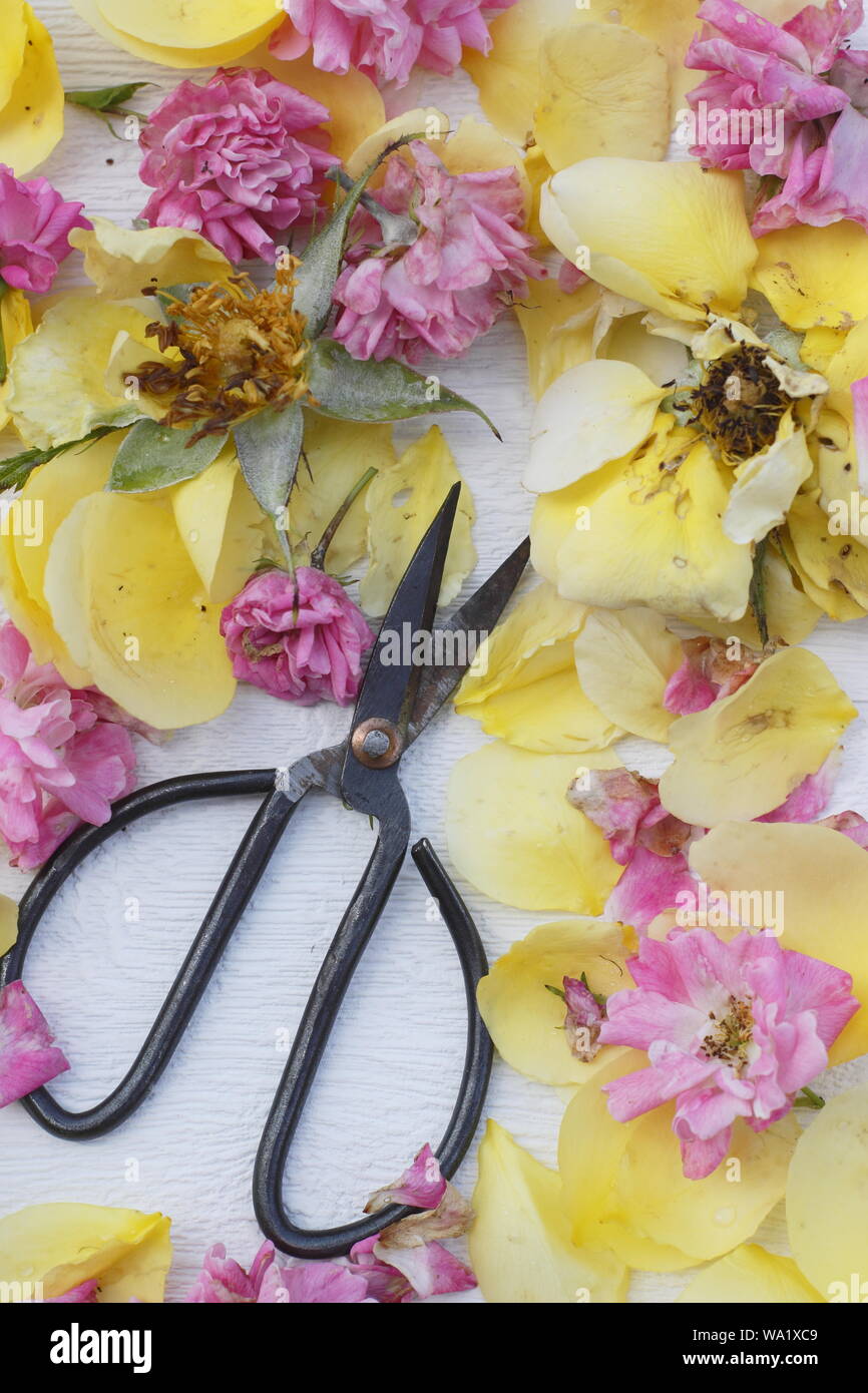 Dead Head Rose High Resolution Stock Photography and Images - Alamy