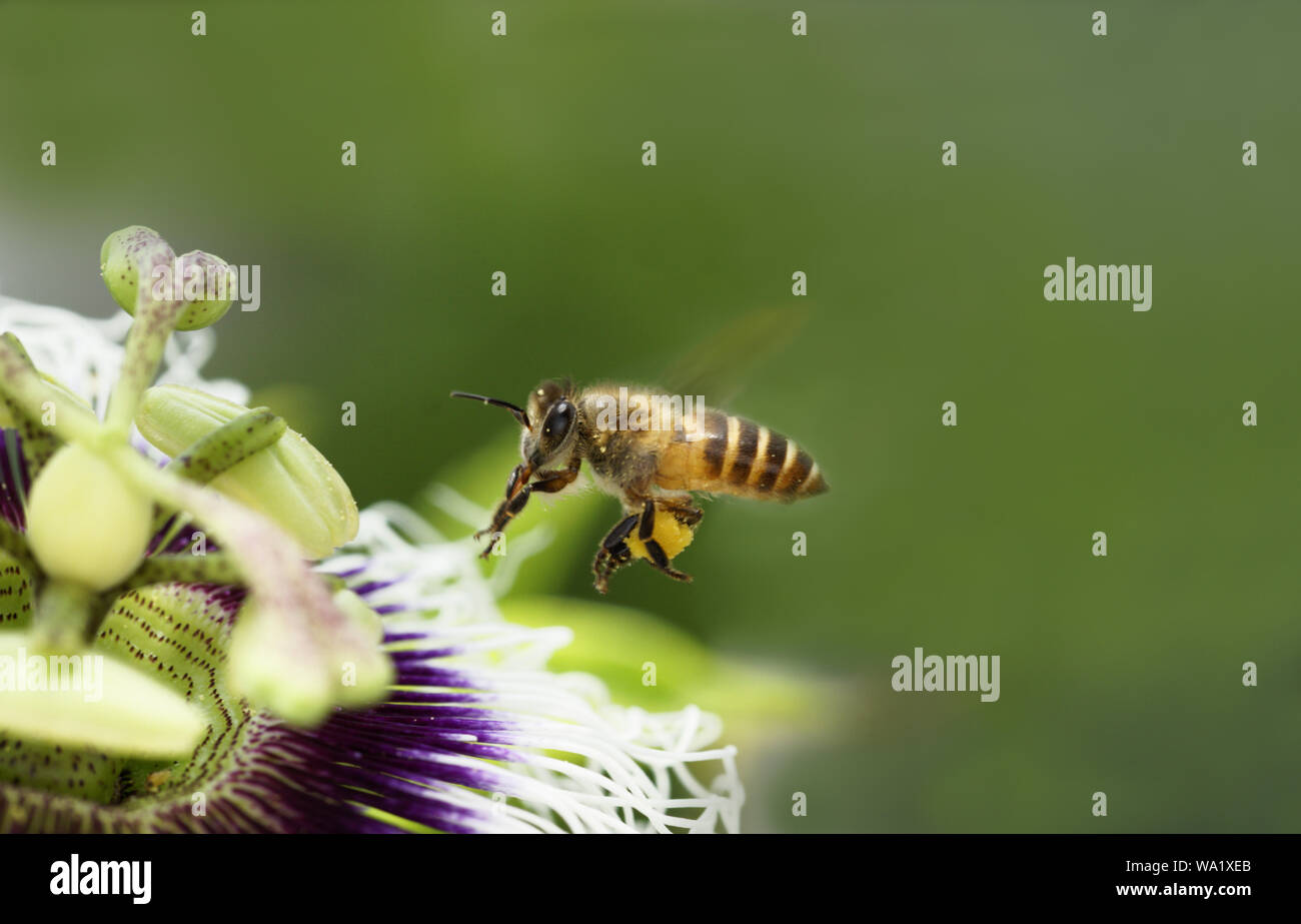 Green sweet bees hi-res stock photography and images - Alamy