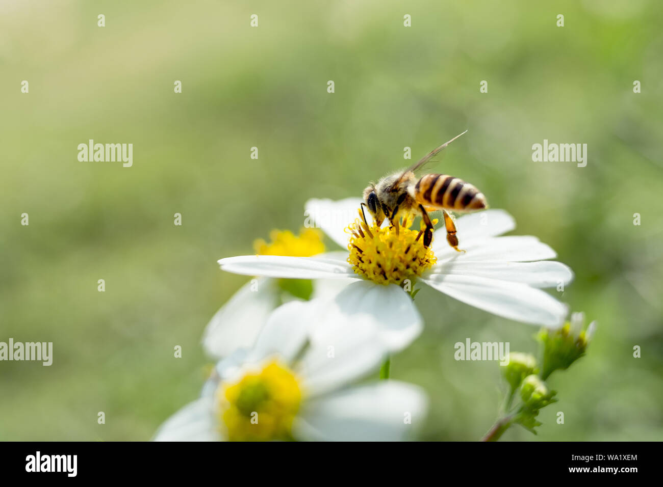 Three honey bees hi-res stock photography and images - Alamy