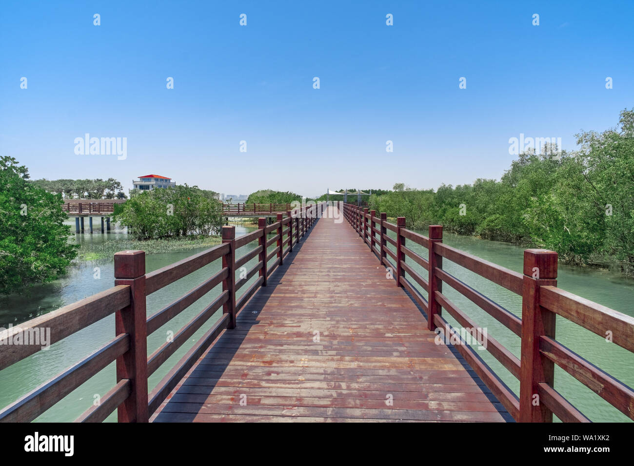 Mangrove forest china hi-res stock photography and images - Alamy