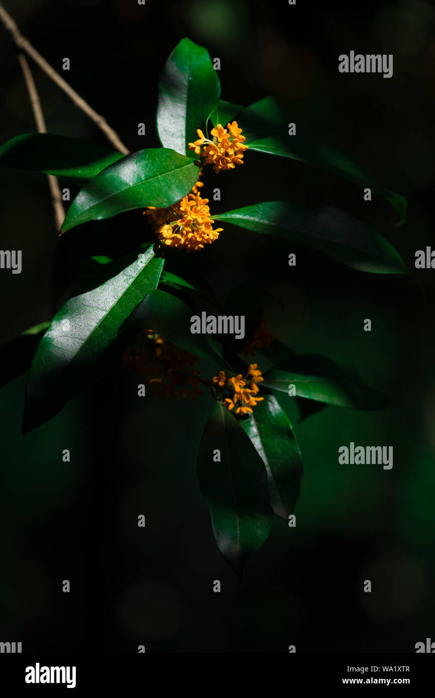 Osmanthus branch hi-res stock photography and images - Alamy