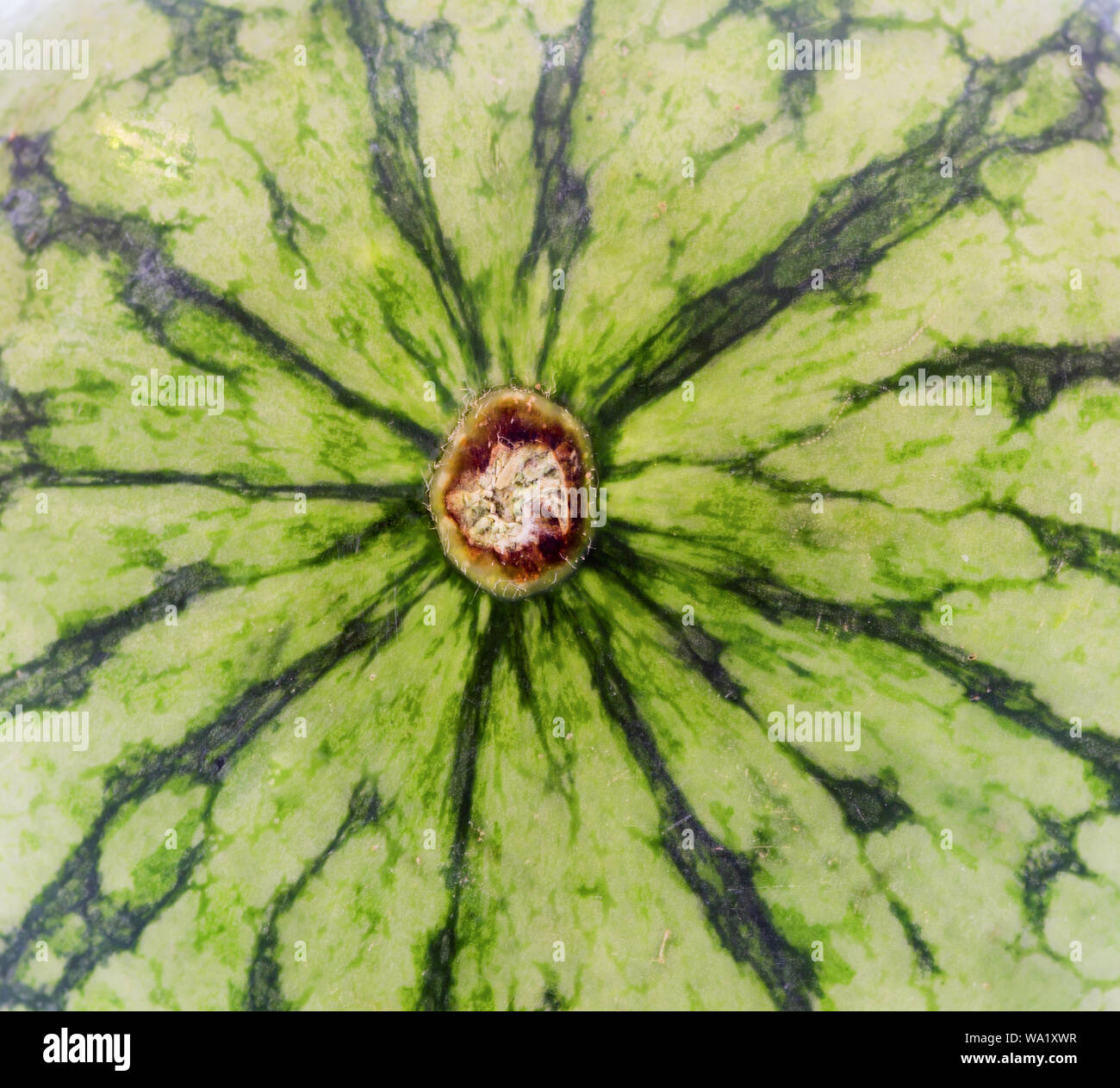 Abstract pattern of watermelon, Striped crust of watermelon for texture ...