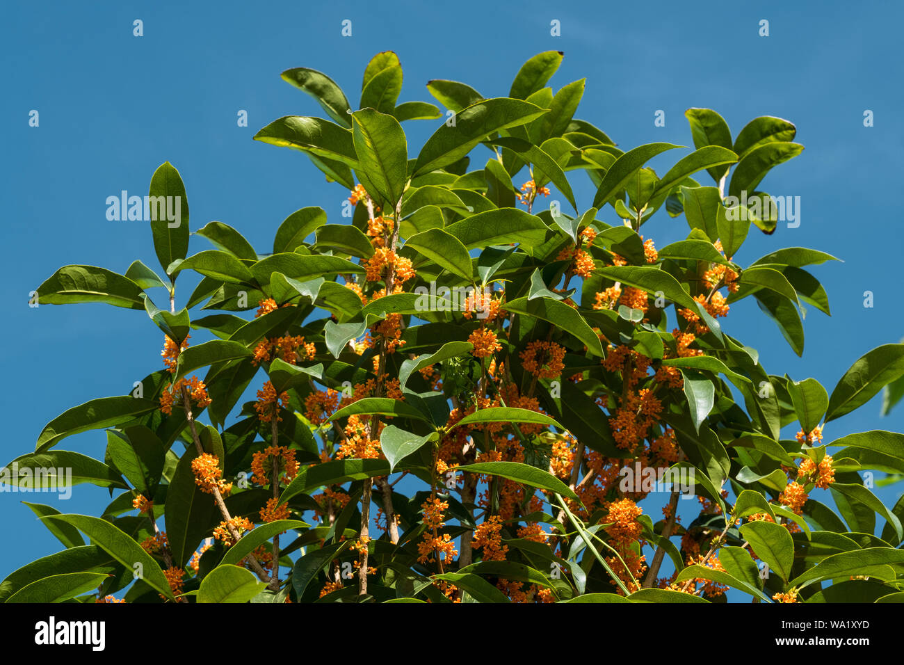 Osmanthus flower hi-res stock photography and images - Alamy