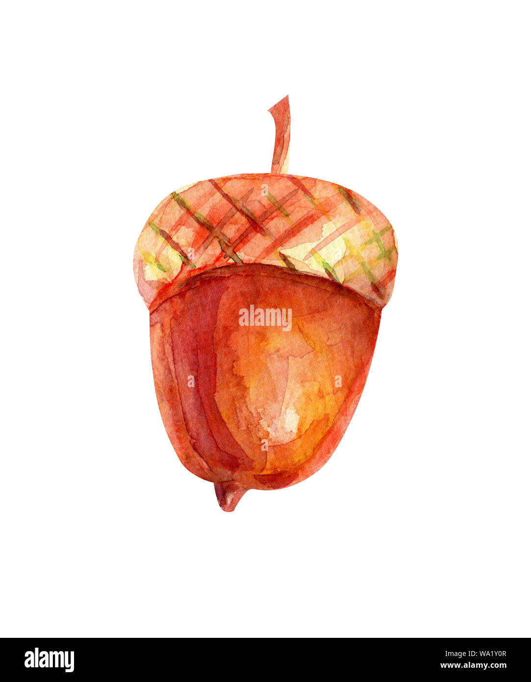 Watercolor illustration with acorn. The seed of the tree is oak red ...