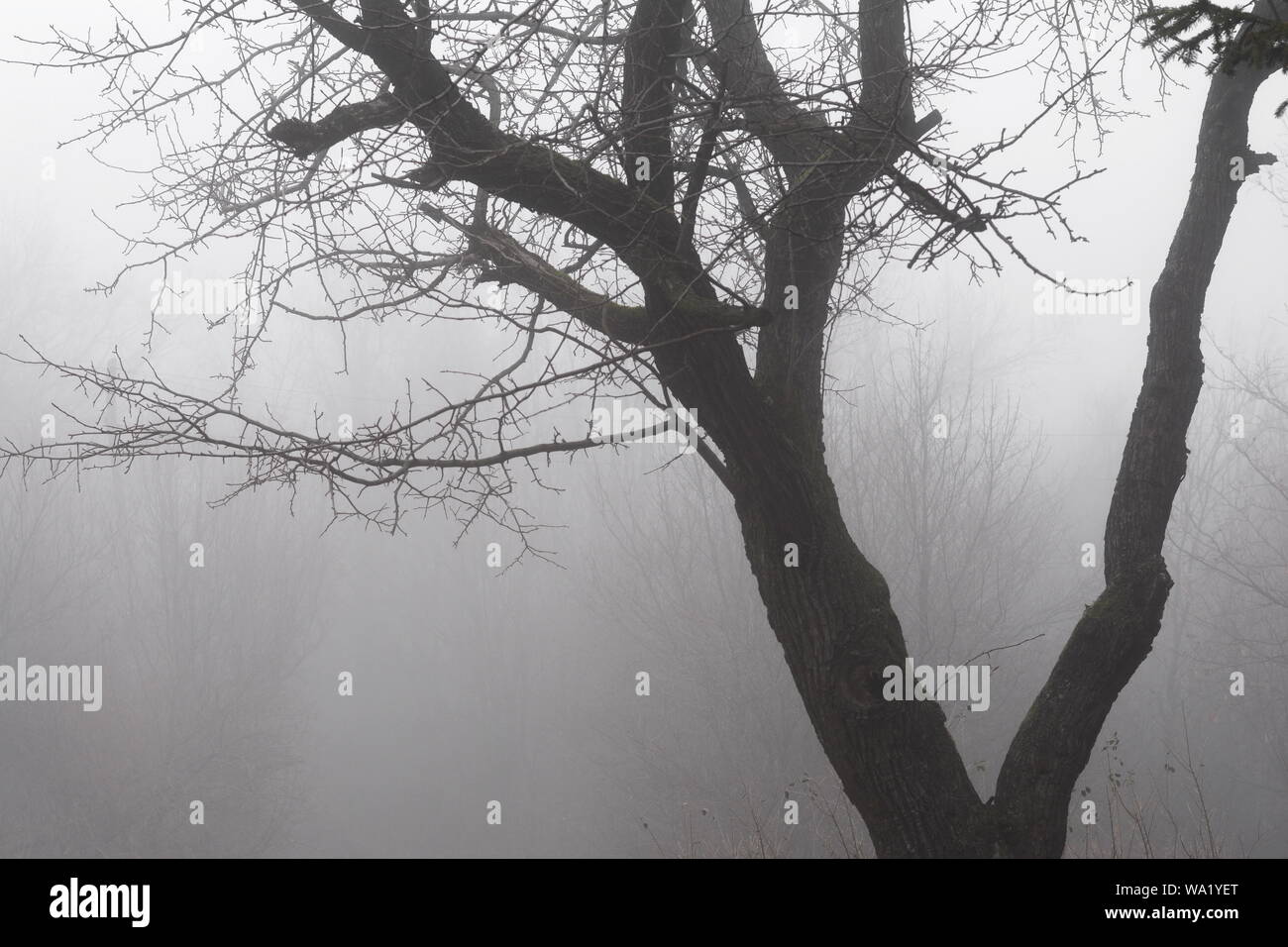 Trees in misty forest in morning. Foggy day Stock Photo - Alamy
