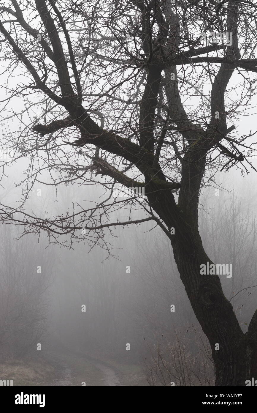 Trees in misty forest in morning. Foggy day Stock Photo - Alamy