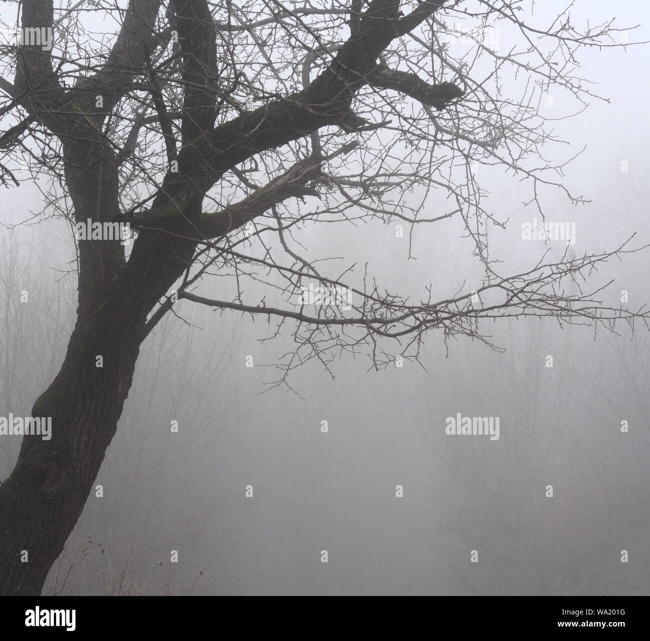 Trees in misty forest in morning. Foggy day Stock Photo - Alamy