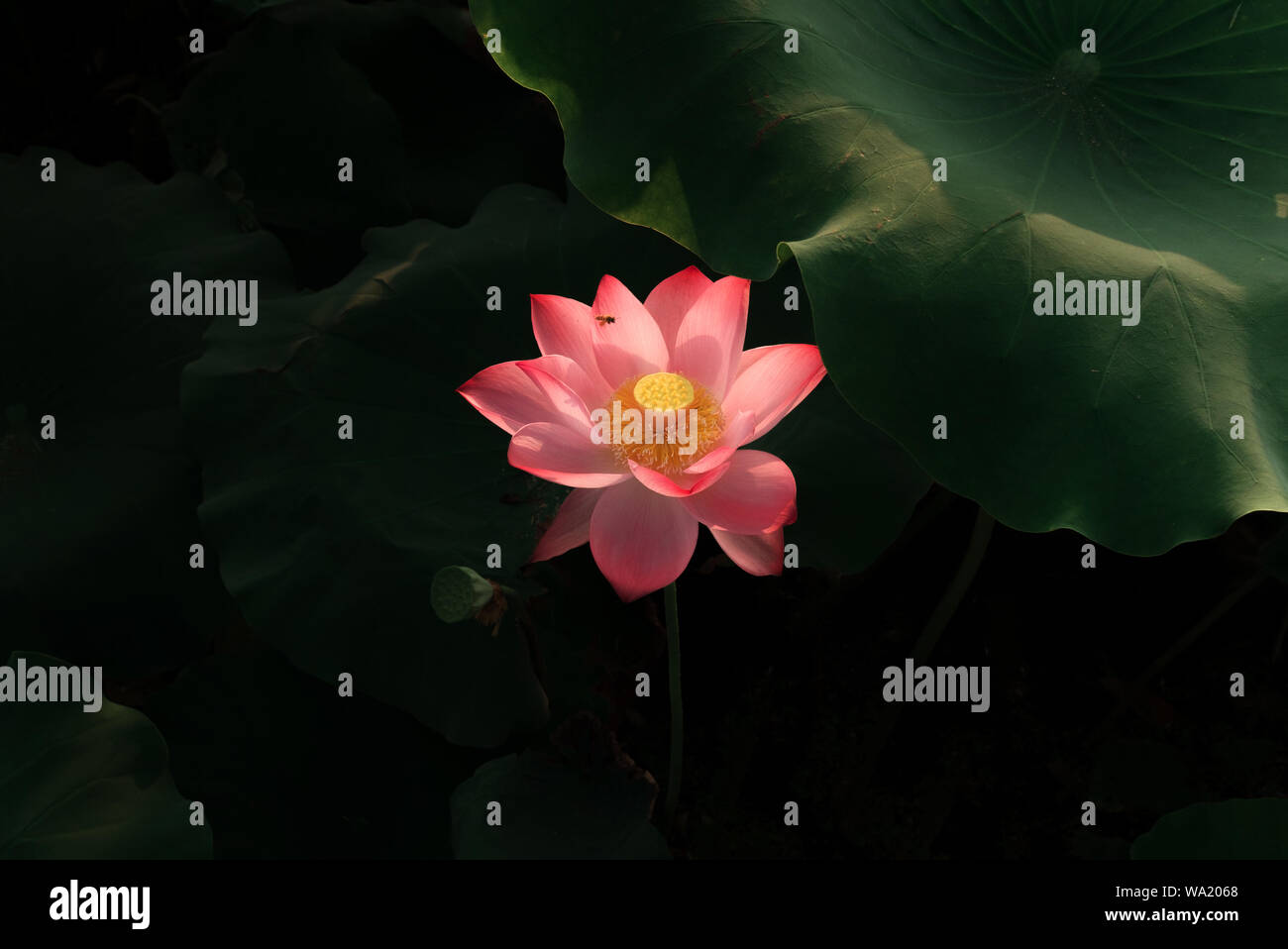 Lotus flower shadow hi-res stock photography and images - Alamy