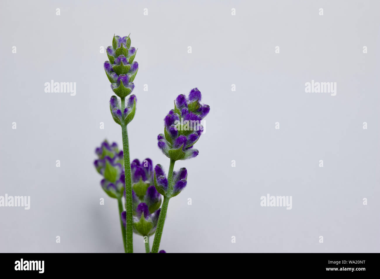Macro abstract view of isolated English lavender herb stems in budding ...